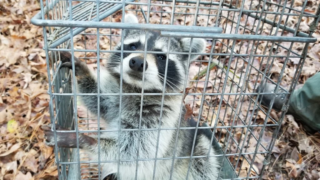 SREL Home page, Office of Research, University of Georgia
