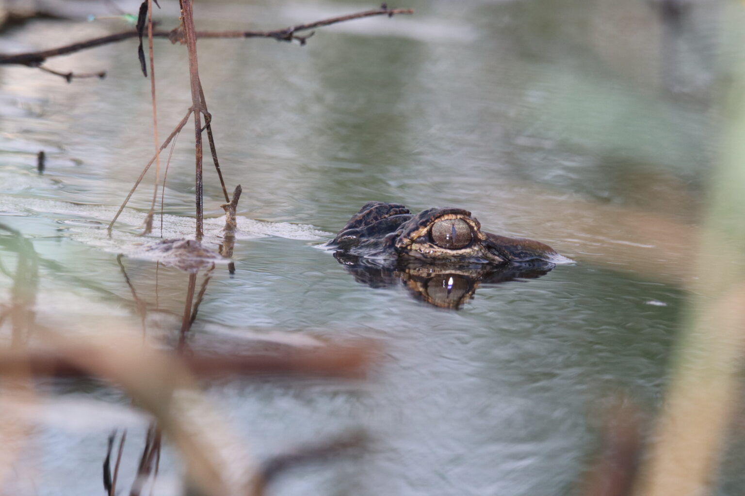 SREL Home page, Office of Research, University of Georgia